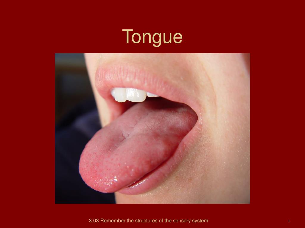 PPT - Tongue PowerPoint Presentation, free download - ID:3764834