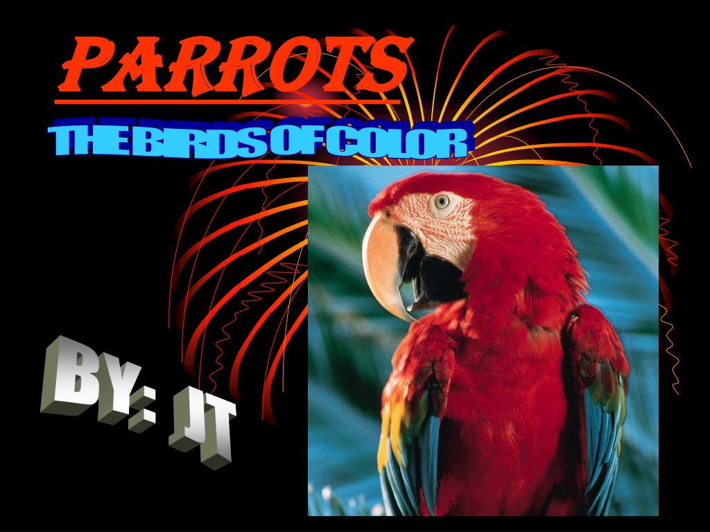 PPT - Parrots PowerPoint Presentation, free download - ID:3767547