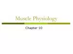 PPT - Muscle Physiology PowerPoint Presentation, free download - ID:1411403