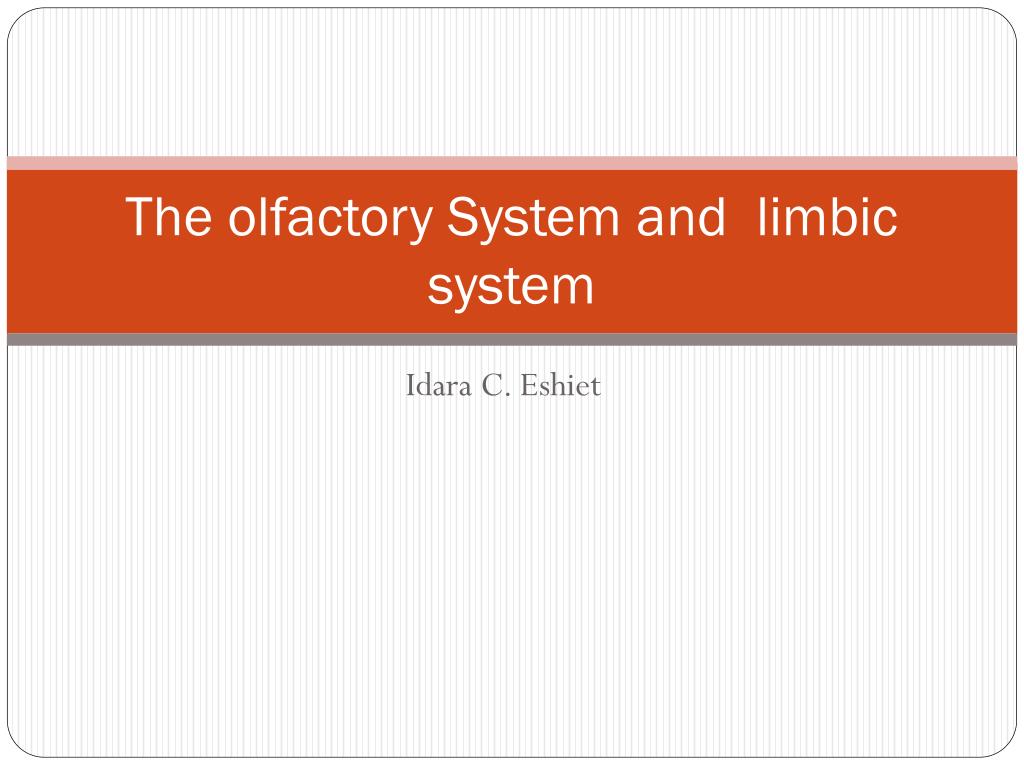 PPT - The olfactory System and limbic system PowerPoint Presentation ...