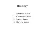 PPT - Histology of Blood PowerPoint Presentation, free download - ID ...