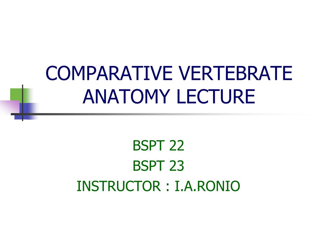 PPT - COMPARATIVE VERTEBRATE ANATOMY LECTURE PowerPoint Presentation ...