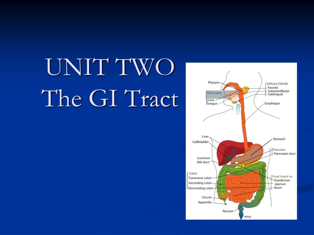 PPT - UNIT TWO The GI Tract PowerPoint Presentation, free download - ID ...