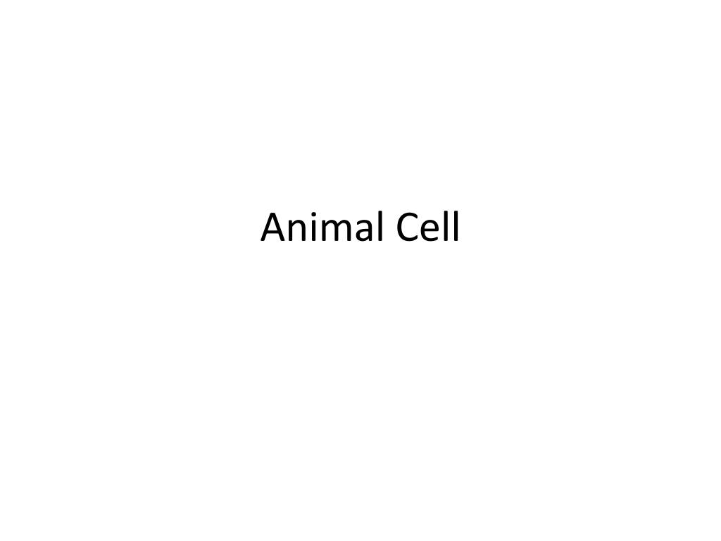 PPT - Animal Cell PowerPoint Presentation, free download - ID:3795417