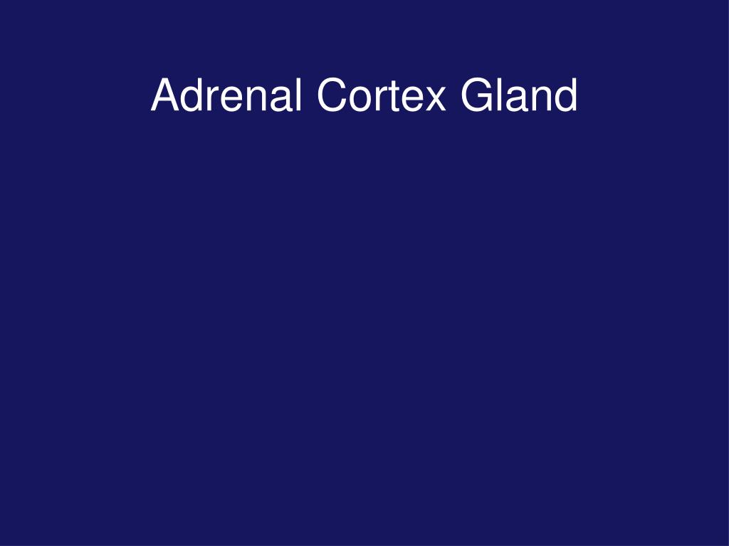 PPT - Adrenal Cortex Gland PowerPoint Presentation, free download - ID ...