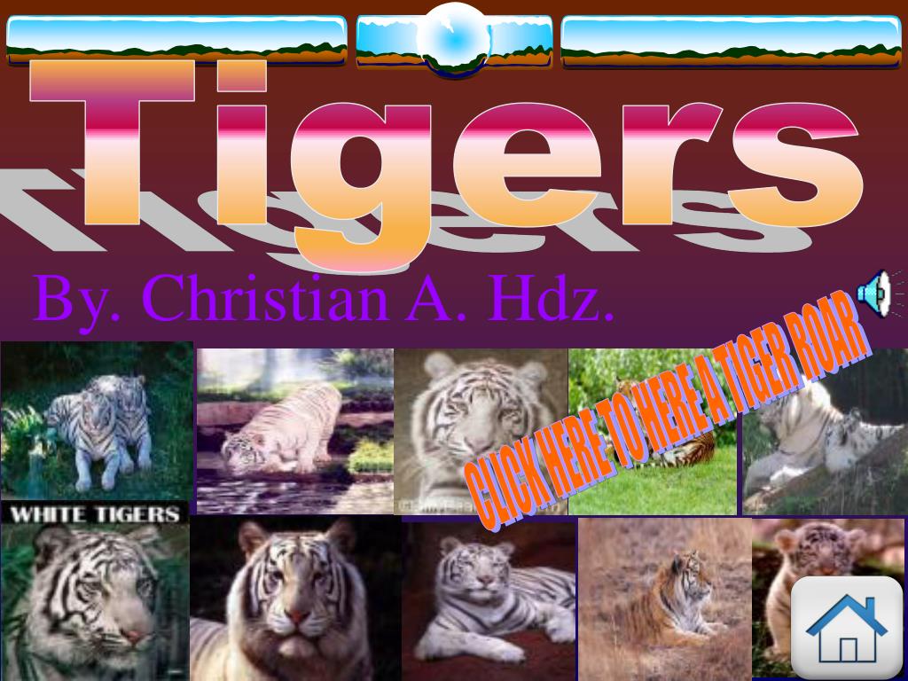 PPT - Tigers PowerPoint Presentation, free download - ID:3798810