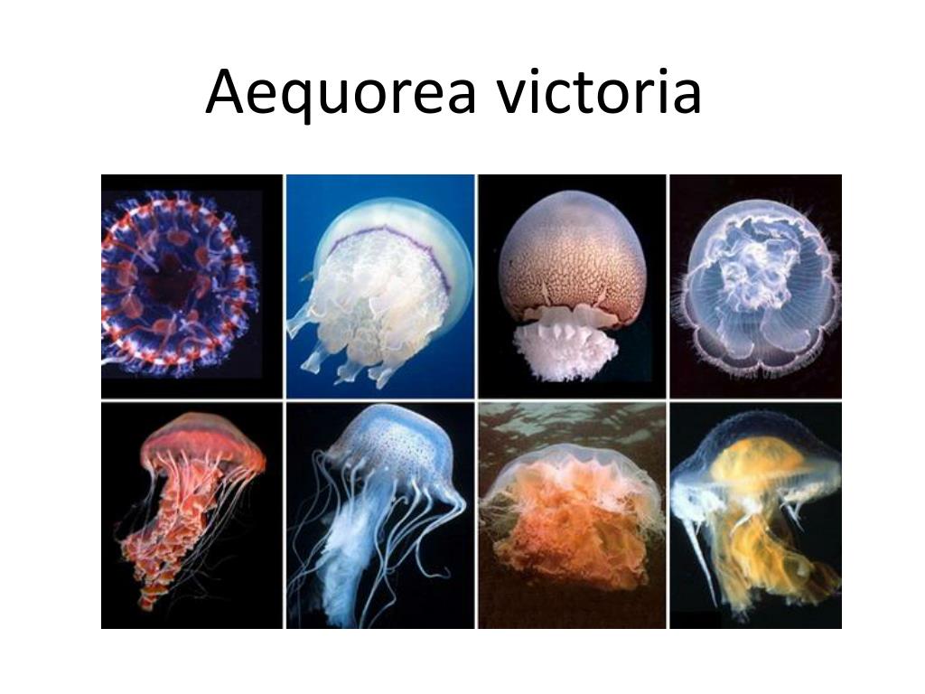PPT - Aequorea victoria PowerPoint Presentation, free download - ID:3799778