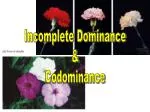 PPT - Codominance PowerPoint Presentation, free download - ID:6104626