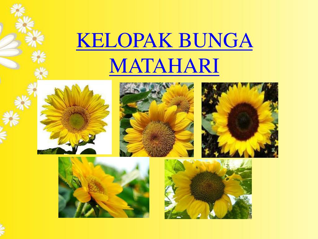 PPT - KELOPAK BUNGA MATAHARI PowerPoint Presentation, free download ...