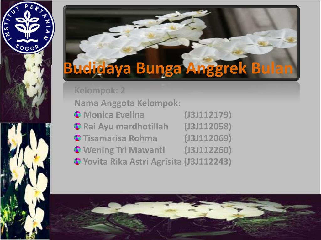 PPT - Budidaya Bunga Anggrek Bulan PowerPoint Presentation, free ...
