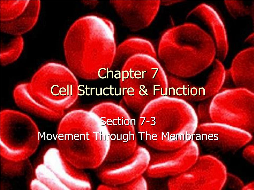 PPT - Chapter 7 Cell Structure & Function PowerPoint Presentation - ID:3807607