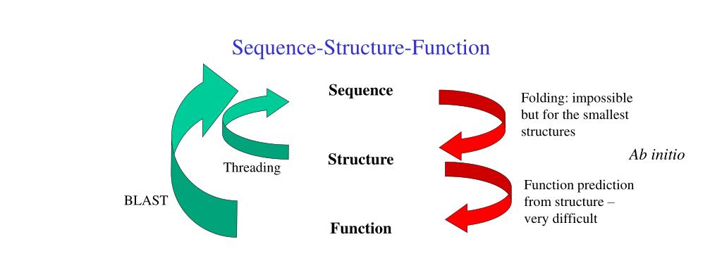 PPT - Sequence-Structure-Function PowerPoint Presentation, free ...