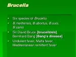 PPT - BRUCELLA PowerPoint Presentation, free download - ID:4553170