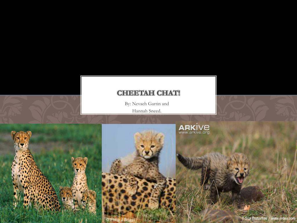 PPT - CHEETAH CHAT! PowerPoint Presentation, free download - ID:3825500