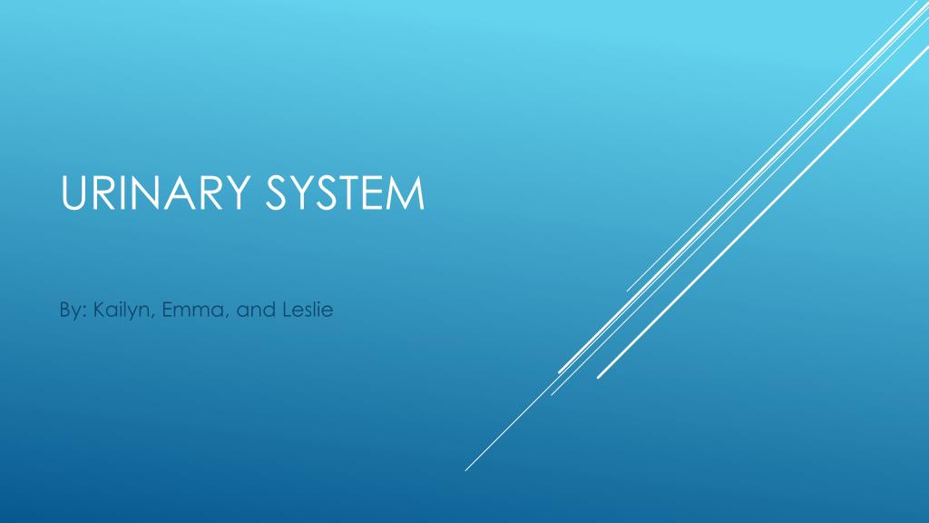 PPT - Urinary System PowerPoint Presentation, free download - ID:3825821