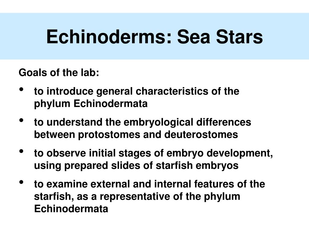 Ppt Echinoderms Sea Stars Powerpoint Presentation Free Download