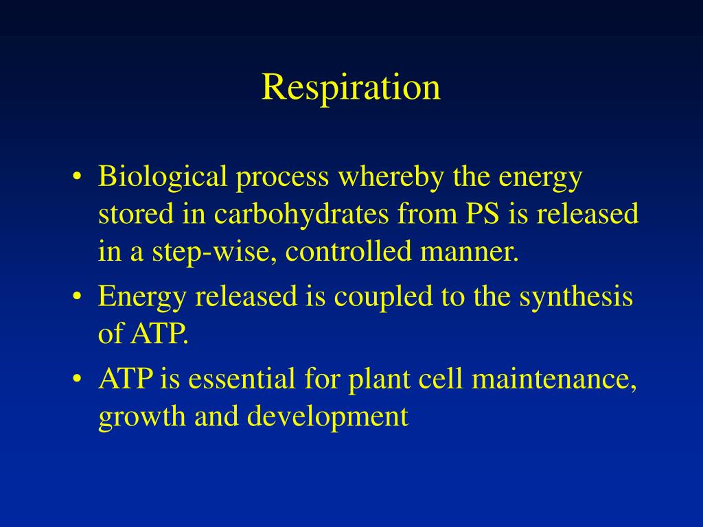 PPT - Understanding Respiration: A Biological Energy Release Process ...