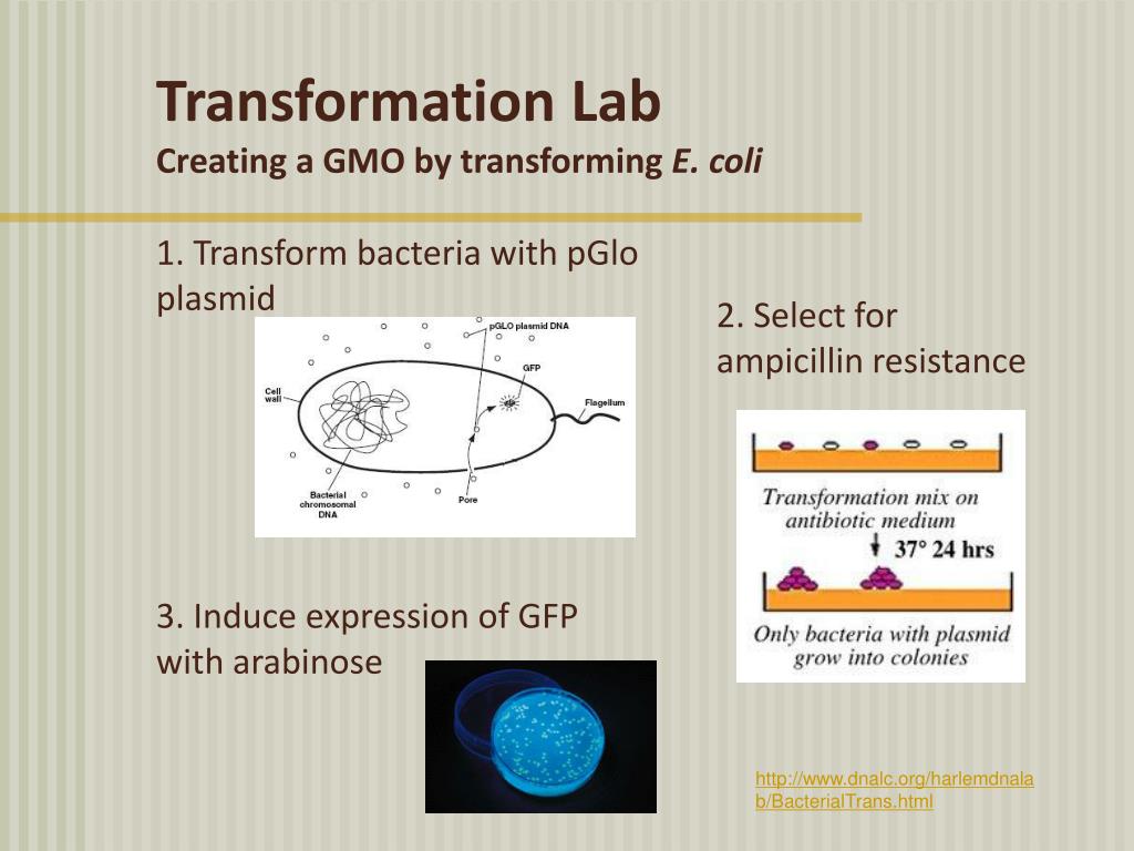 PPT - 1. Transform bacteria with pGlo plasmid 3. Induce expression of ...