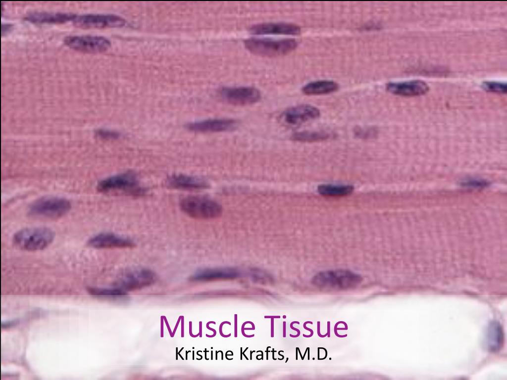 PPT - Muscle Tissue PowerPoint Presentation, free download - ID:3835151