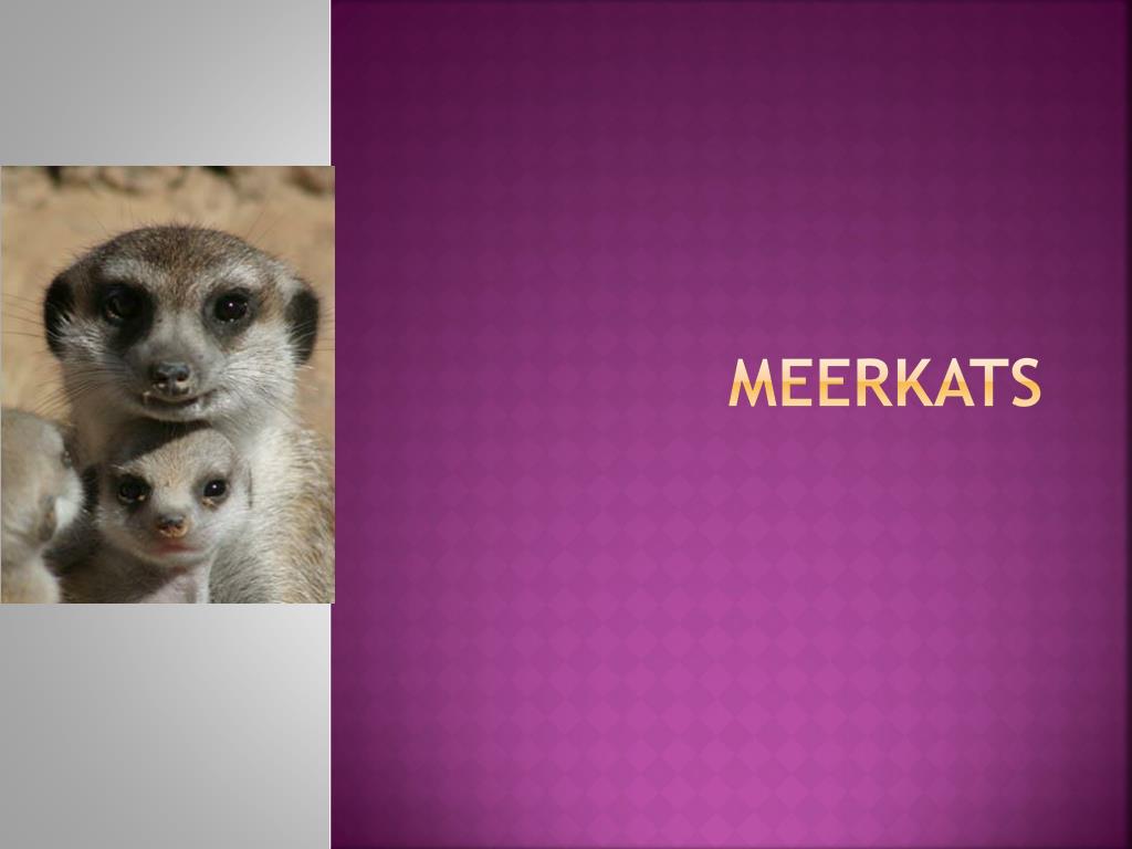 PPT - Meerkats PowerPoint Presentation, free download - ID:3835930