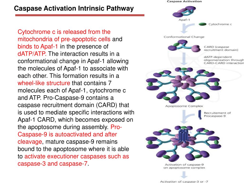 PPT - Caspase Activation Intrinsic Pathway PowerPoint Presentation ...