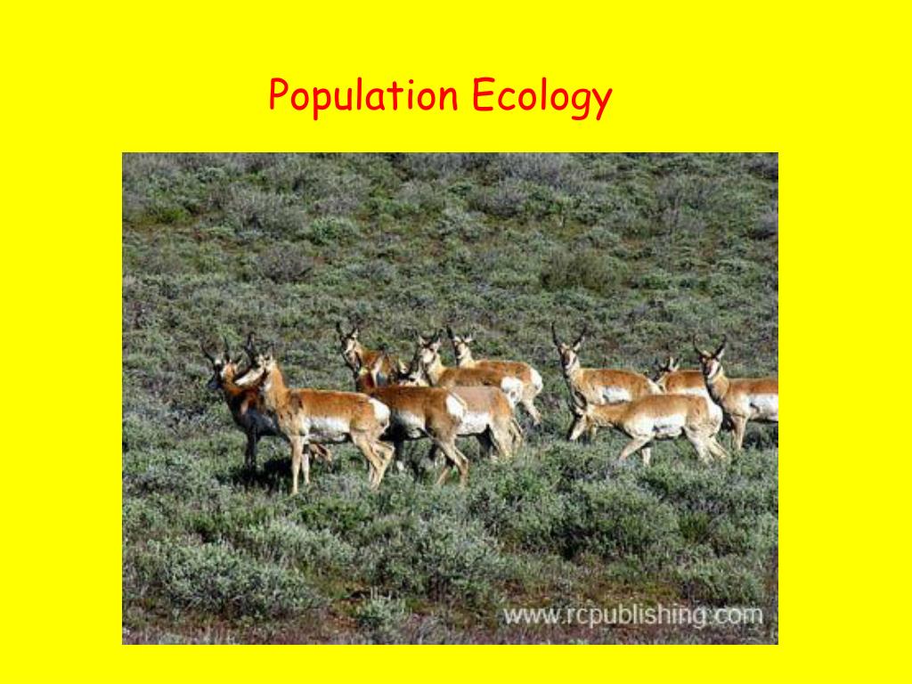 PPT - Population Ecology PowerPoint Presentation, free download - ID ...