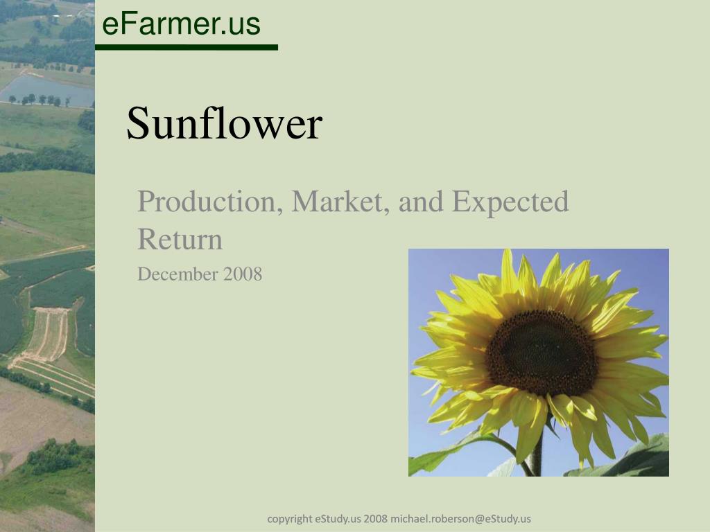 PPT - Sunflower PowerPoint Presentation, free download - ID:3850756