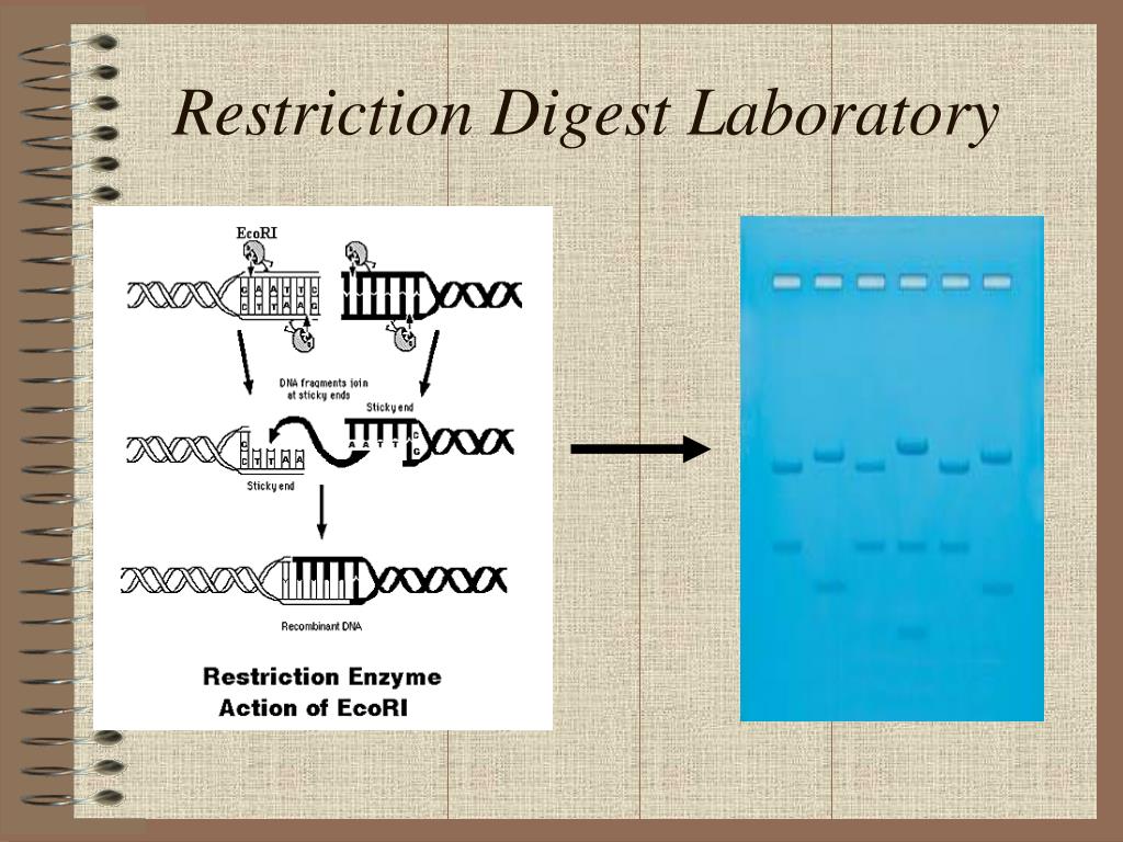 PPT - Restriction Digest Laboratory PowerPoint Presentation, free ...