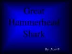 PPT - HAMMERHEAD SHARKS PowerPoint Presentation, free download - ID:2128564