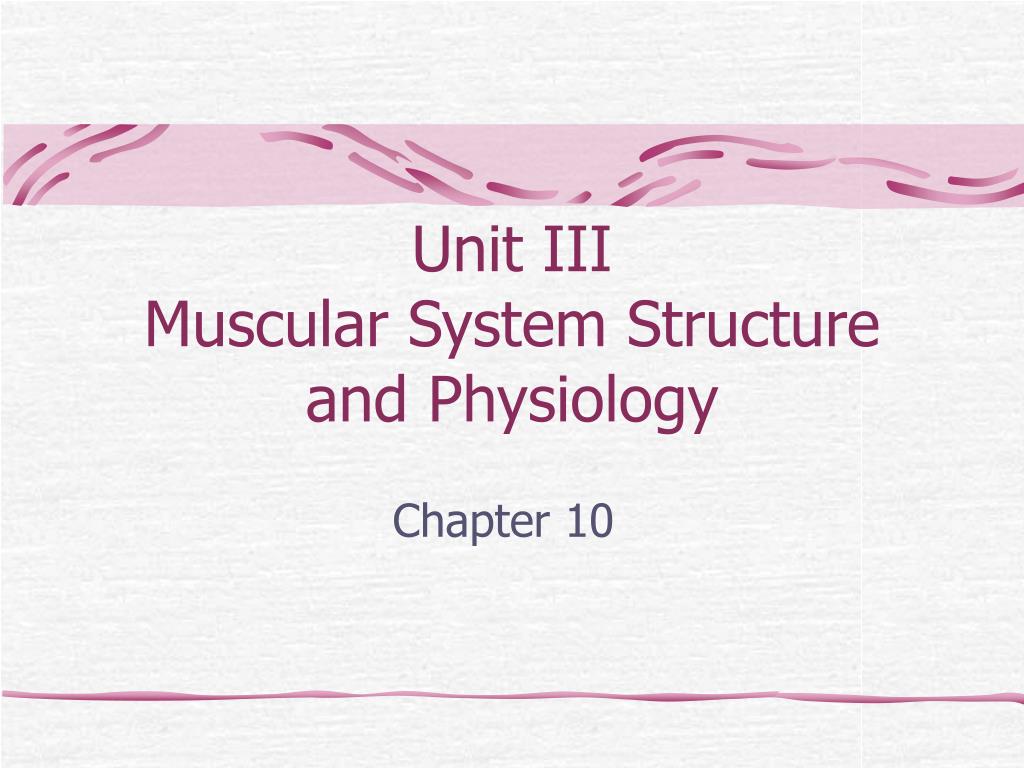 PPT - Unit III Muscular System Structure and Physiology PowerPoint ...