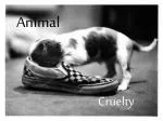 PPT - Animal Needs PowerPoint Presentation, free download - ID:1412319