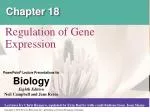 PPT - Chapter 18~Regulaton of Gene Expression PowerPoint Presentation ...