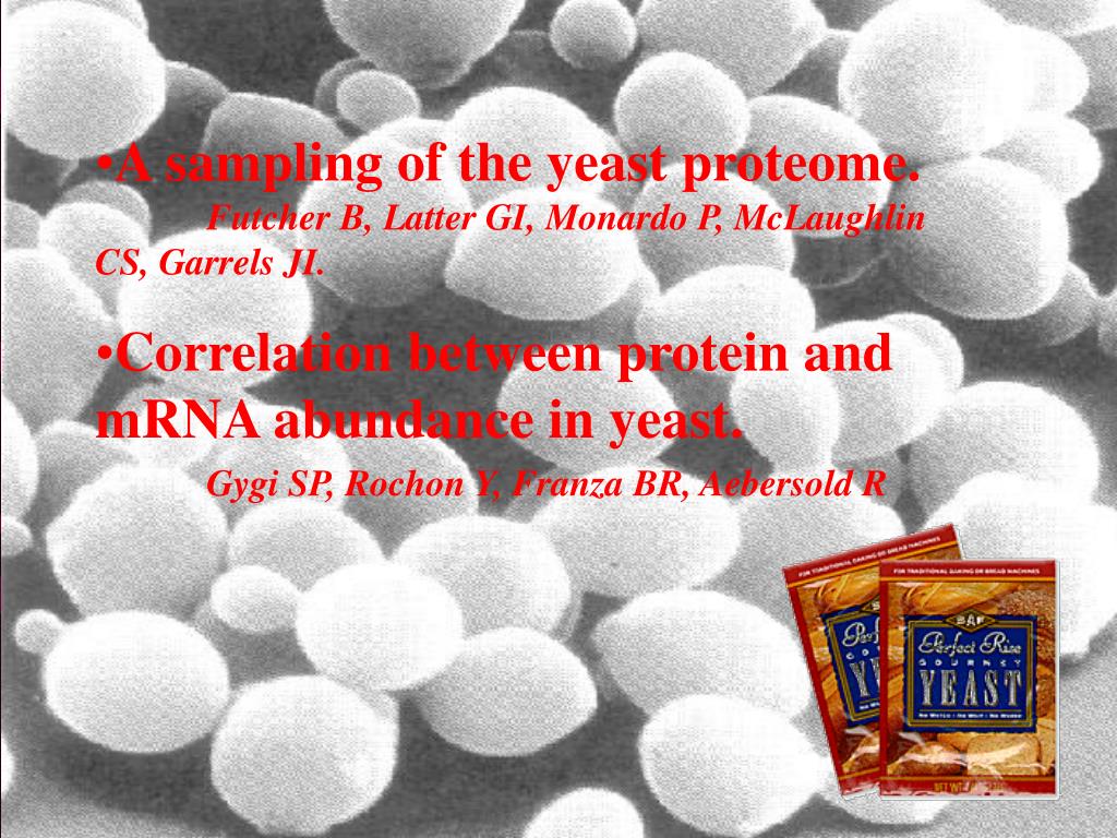 PPT - Yeast PowerPoint Presentation, free download - ID:3877327