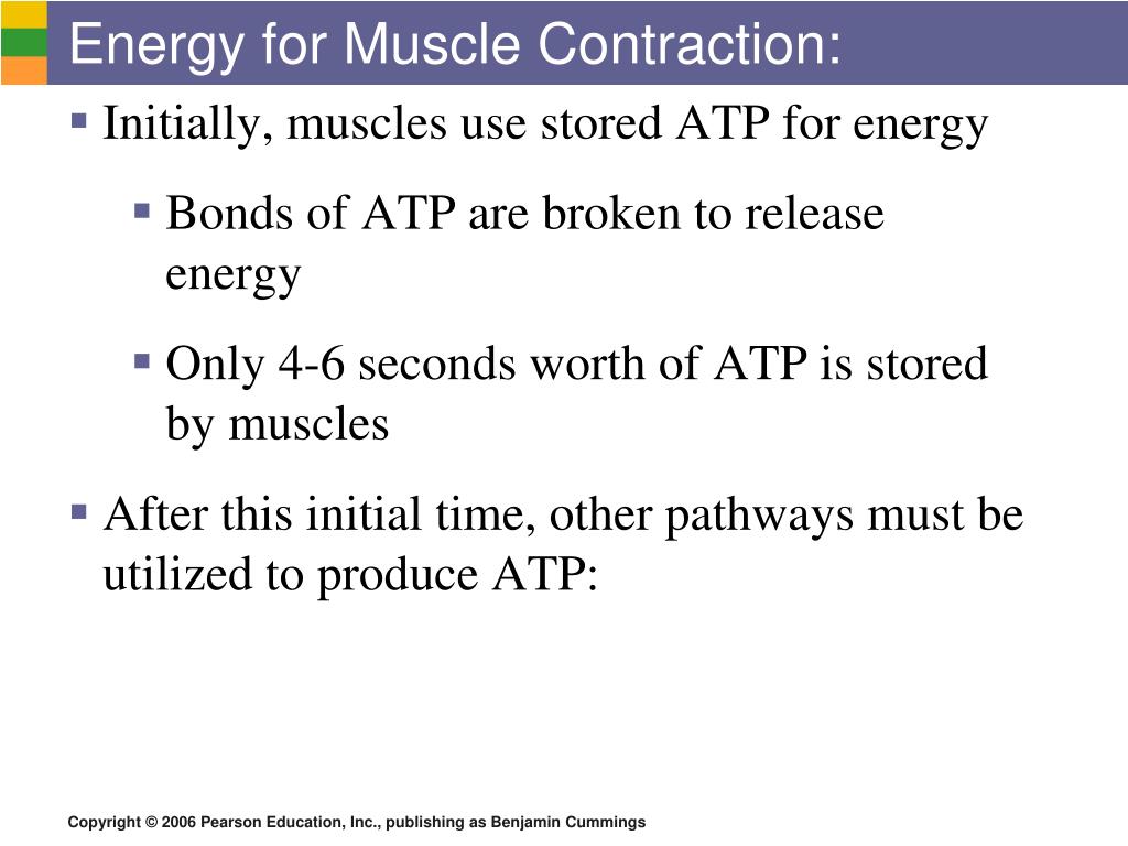 PPT - Energy for Muscle Contraction: PowerPoint Presentation, free ...