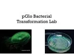 PPT - Bacterial Transformation Lab “ pGLO ” PowerPoint Presentation ...