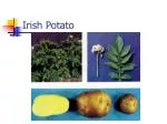 PPT - The Great Irish Potato Famine 1845-1850 PowerPoint Presentation ...