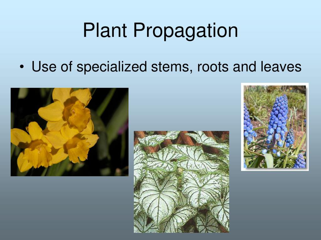 PPT - Plant Propagation PowerPoint Presentation, free download - ID:3889301