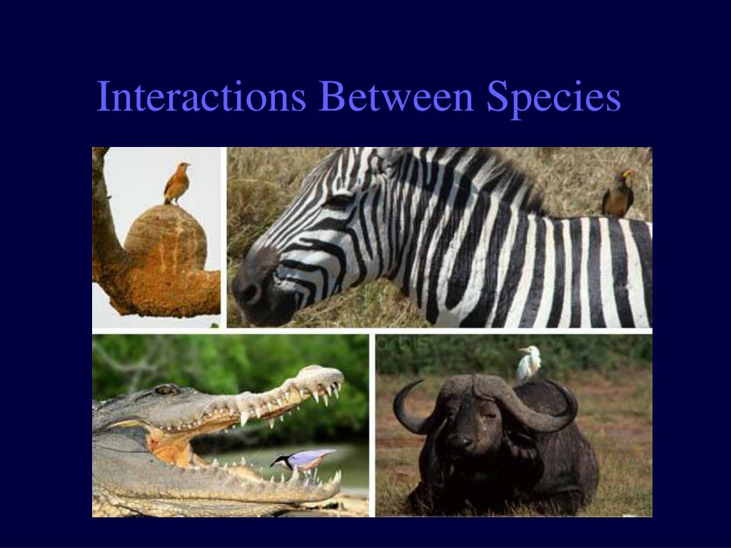 PPT - Interactions Between Species PowerPoint Presentation, free ...