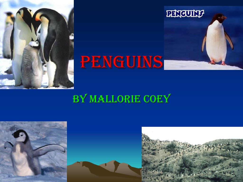PPT - penguins PowerPoint Presentation, free download - ID:3892084