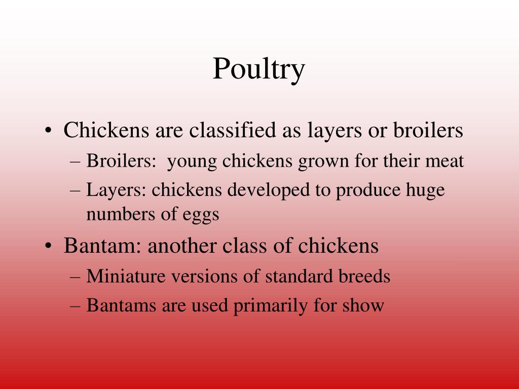 PPT - Poultry PowerPoint Presentation, free download - ID:3898662