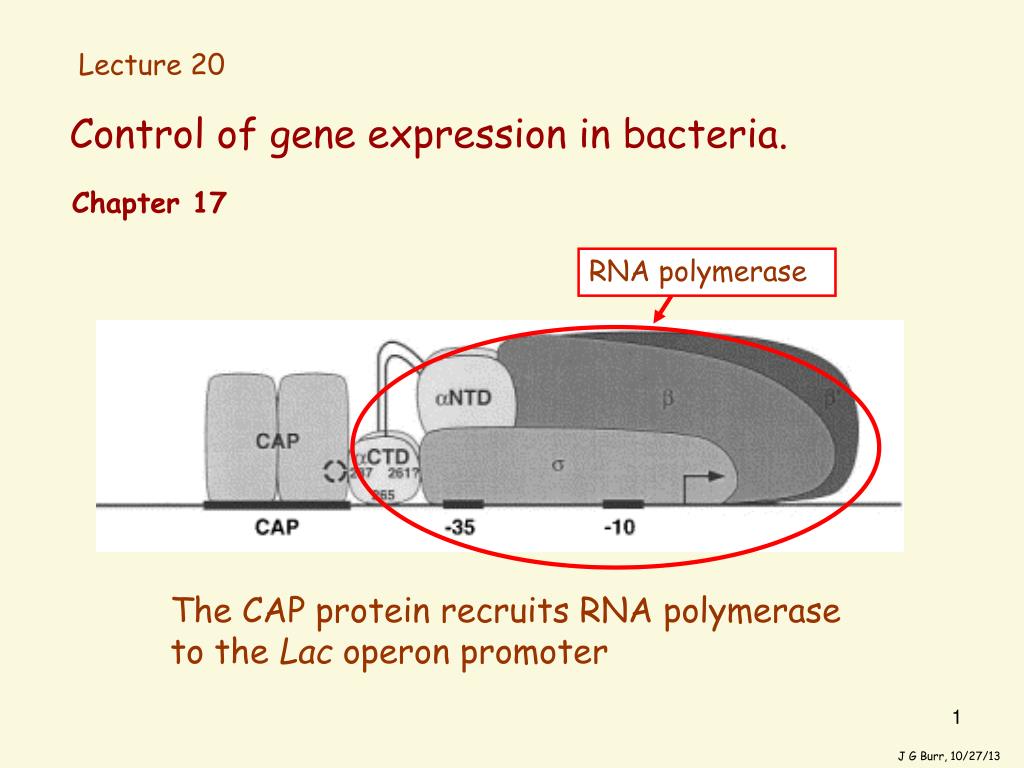 PPT - Control of gene expression in bacteria. PowerPoint Presentation ...