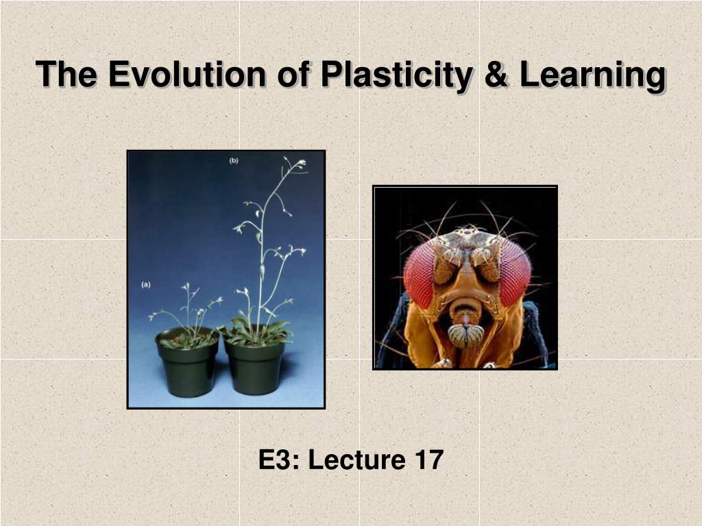 PPT - The Evolution of Plasticity & Learning PowerPoint Presentation ...