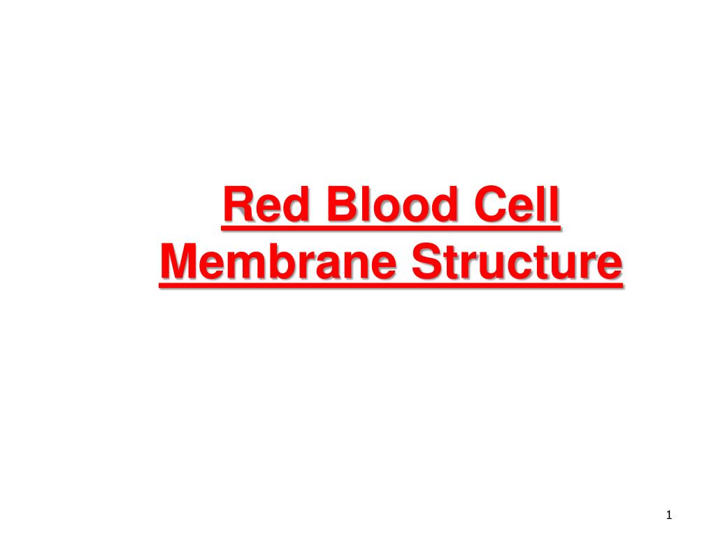 PPT - Red Blood Cell Membrane Structure PowerPoint Presentation, free ...