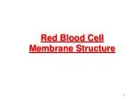 PPT - Red Blood Cell Disorders PowerPoint Presentation, free download ...