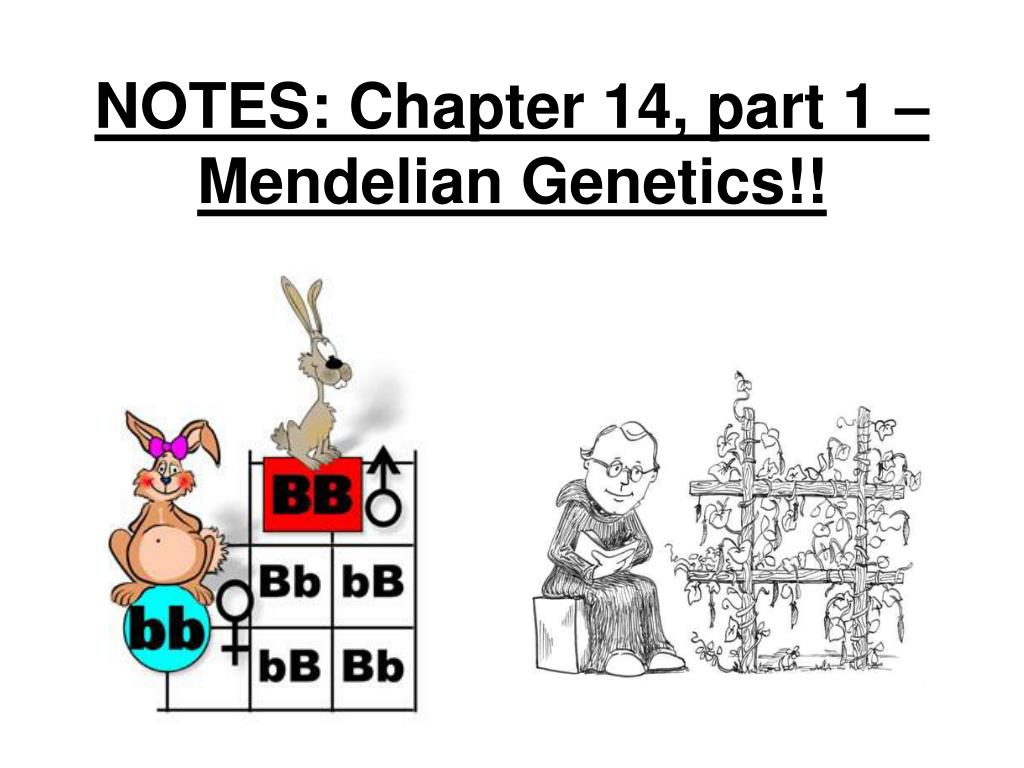 PPT - NOTES: Chapter 14, part 1 – Mendelian Genetics!! PowerPoint ...
