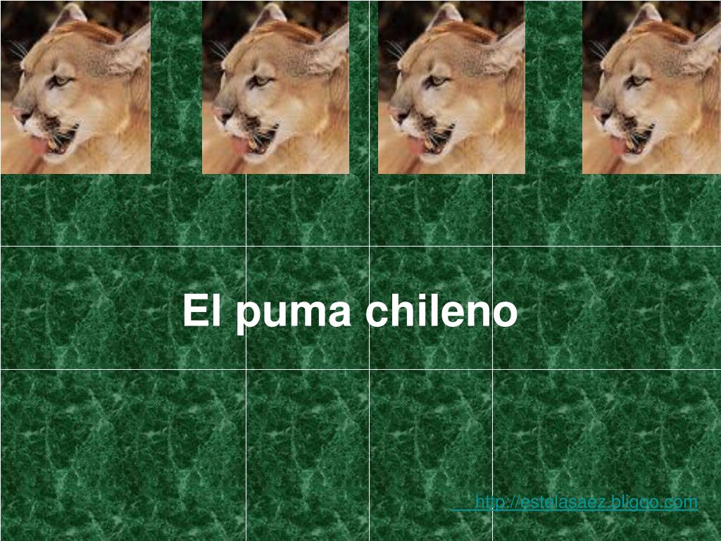 PPT - El puma chileno PowerPoint Presentation, free download - ID:3909725