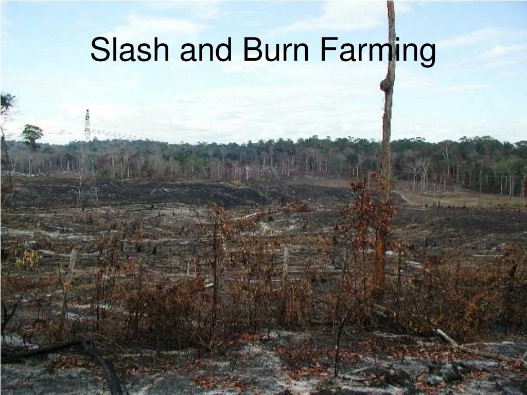 PPT - Slash and Burn Farming PowerPoint Presentation, free download ...