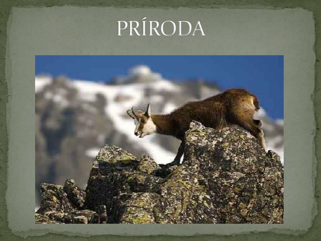 PPT - PRÍRODA PowerPoint Presentation, free download - ID:3913942