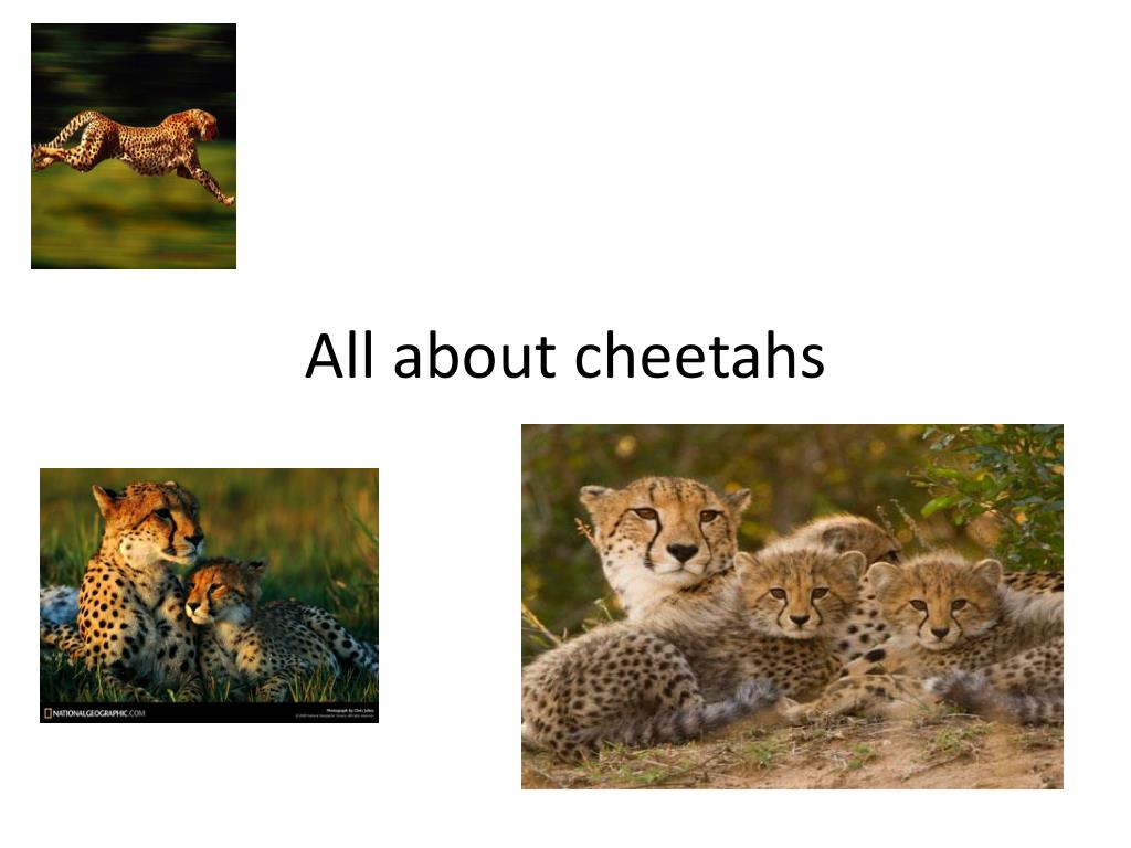 PPT - All about cheetahs PowerPoint Presentation, free download - ID ...