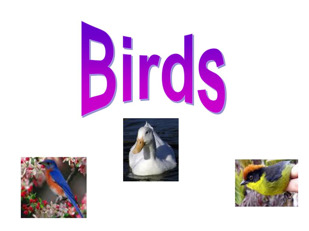 PPT - Birds PowerPoint Presentation, free download - ID:3917190